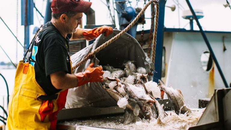 Foley Fish Seafood Sourced For You, From Dock to Plate - Roche Bros